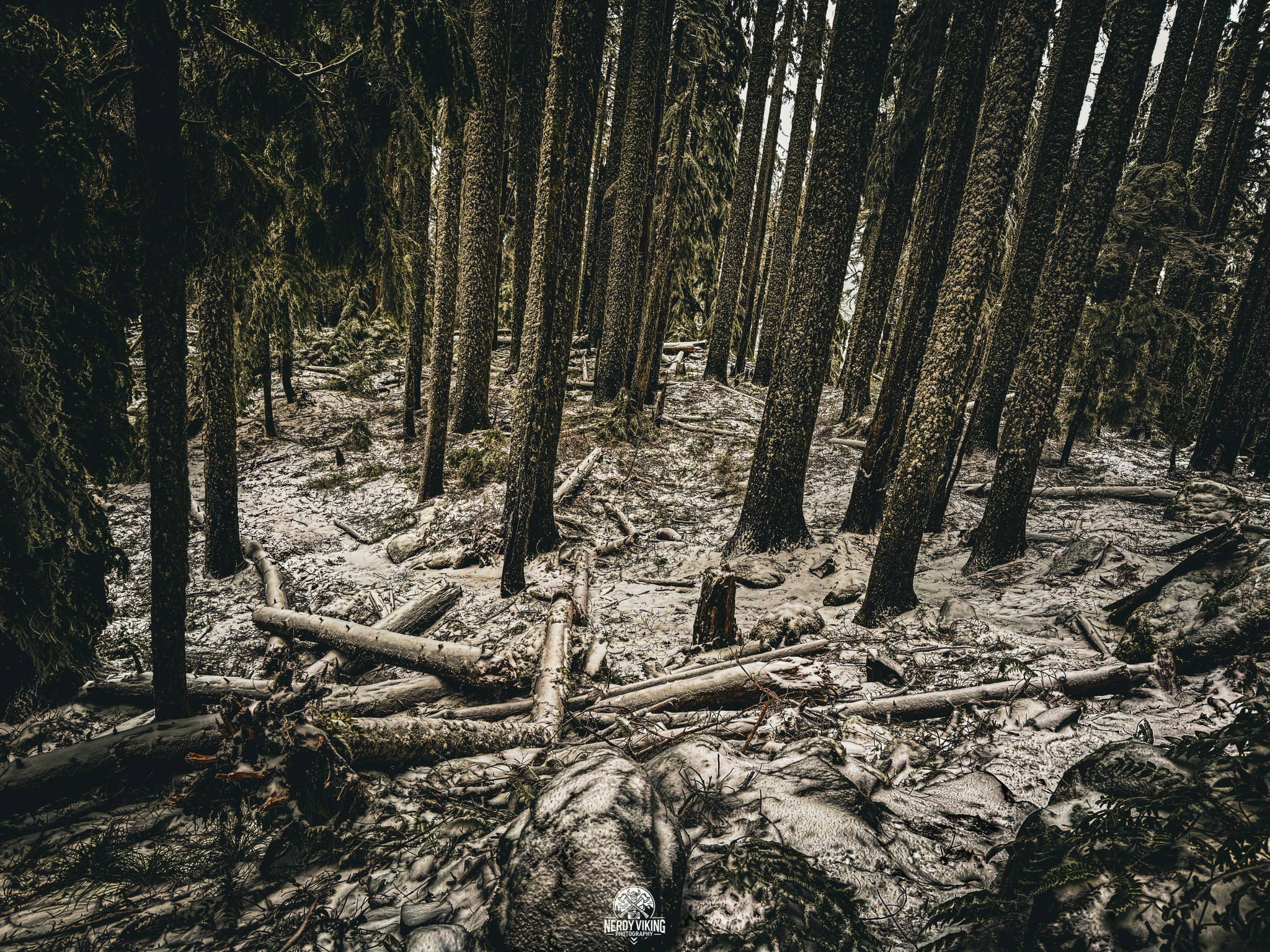 Frozen Spine of Trees – Nerdy Viking Photography