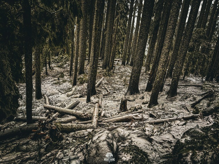 Frozen Spine of Trees – Nerdy Viking Photography